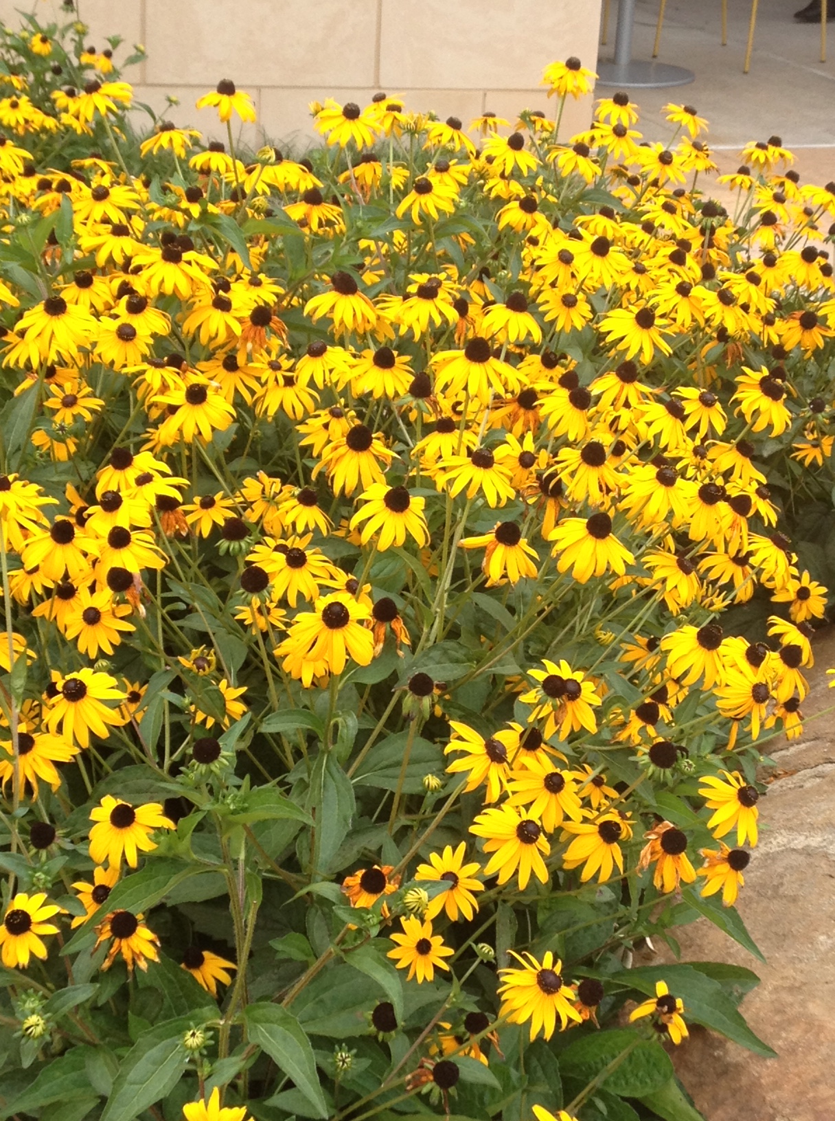 Innovations in Weaving – Tempo Treadle – Barb-e Designs